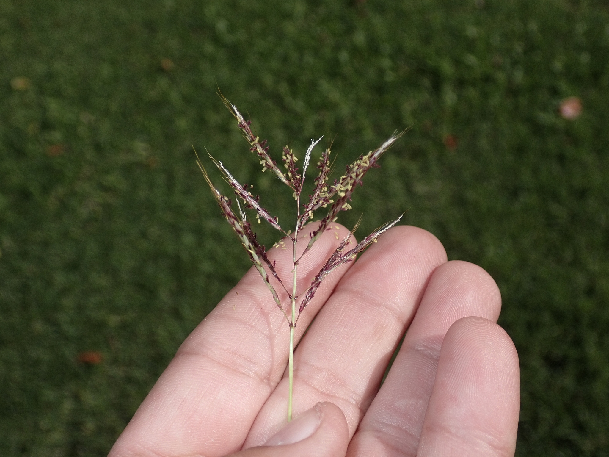 Dichanthium Willemet