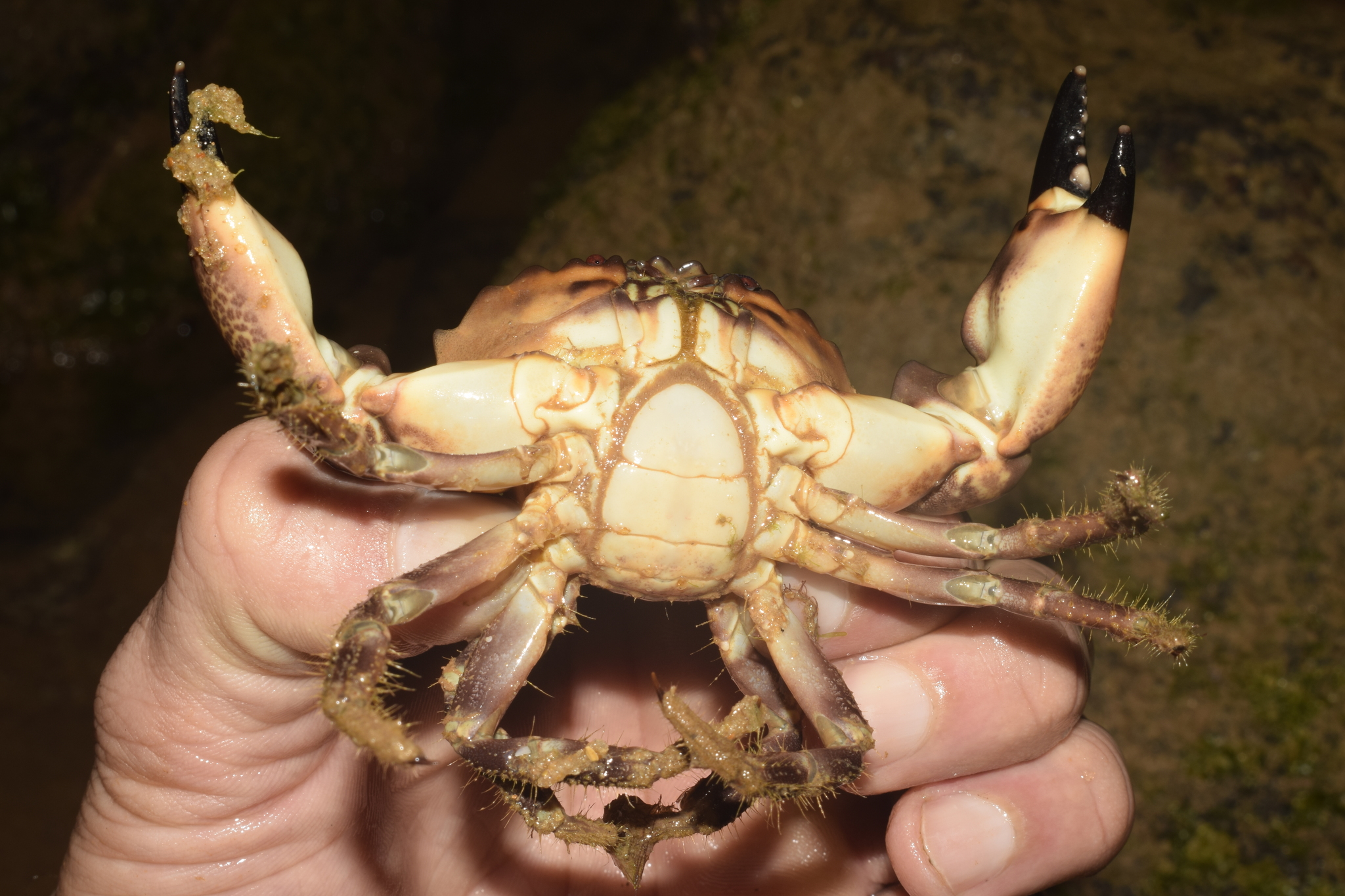 Menippidae