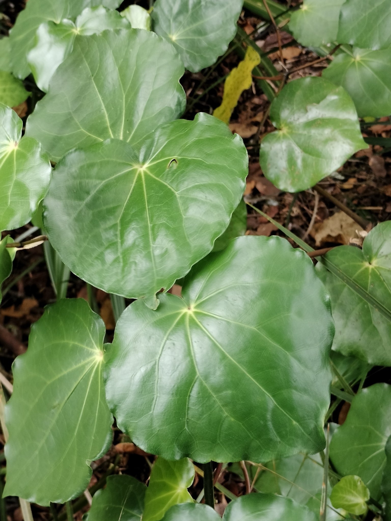 Piperales