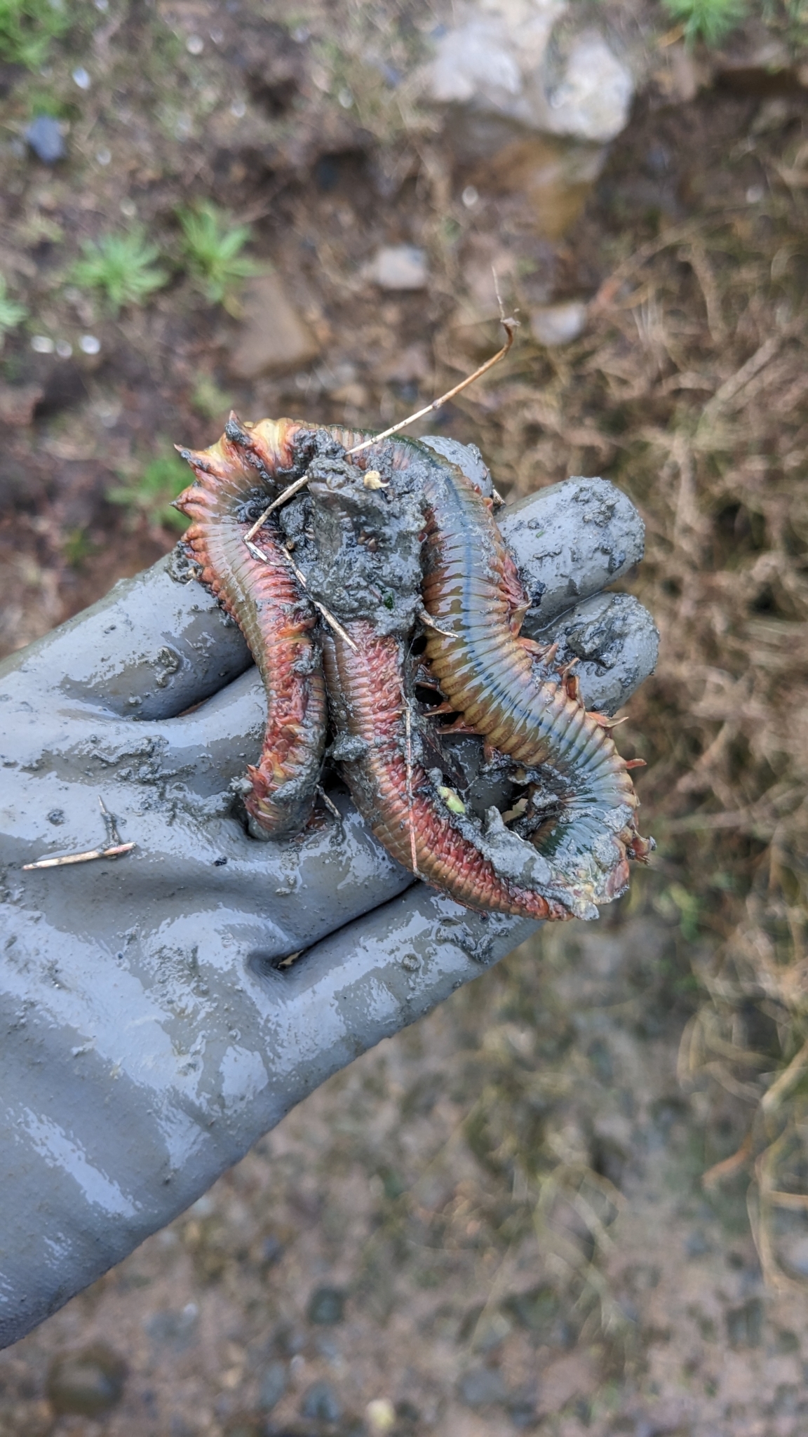 Annelida