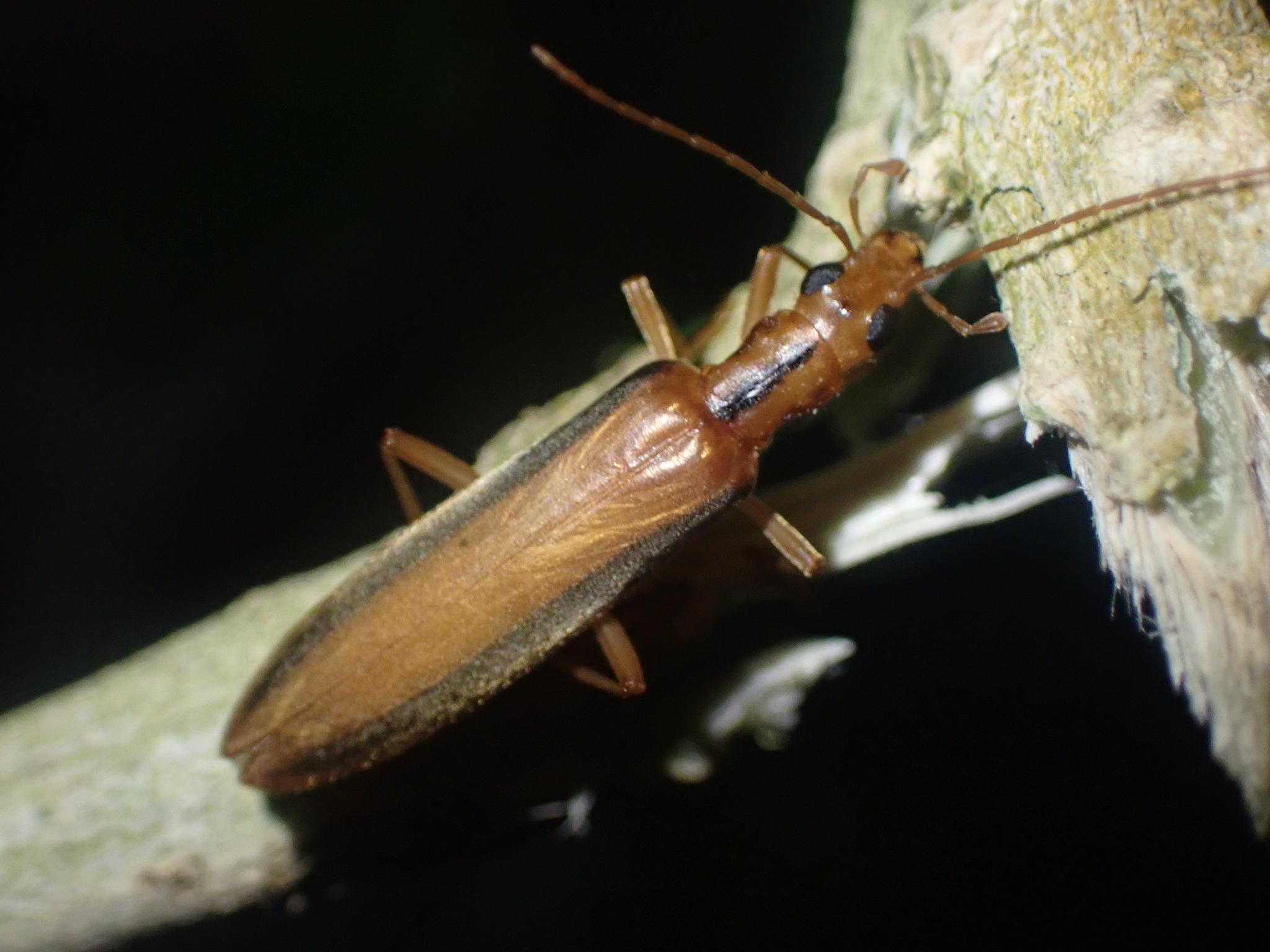 Thelyphassa Pascoe, 1876-01