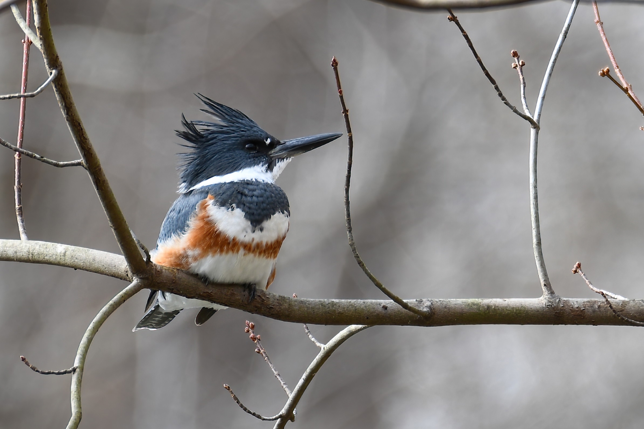 Megaceryle alcyon (Linnaeus, 1758)