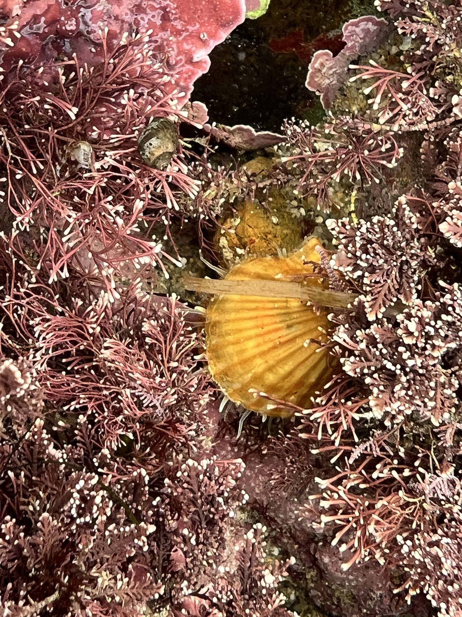 Leptopecten latiauratus (Conrad, 1837)