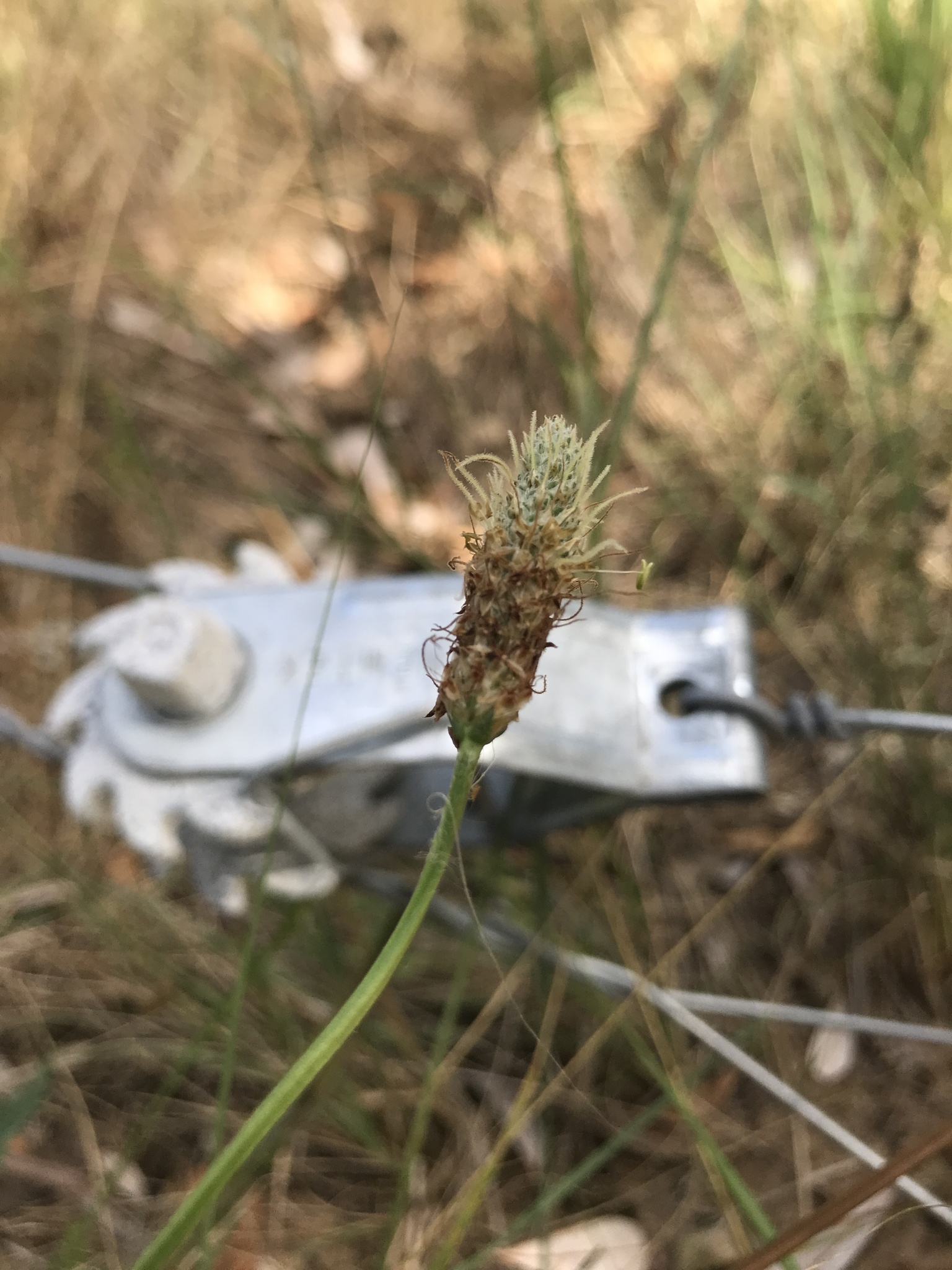 Plantago lanceolata L.