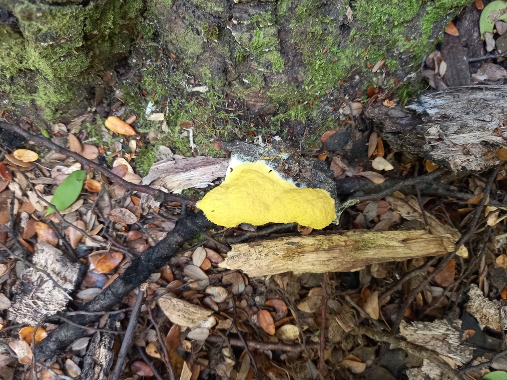 Dog Vomit Slime Mold from Canterbury 7580, New Zealand on January 03 ...