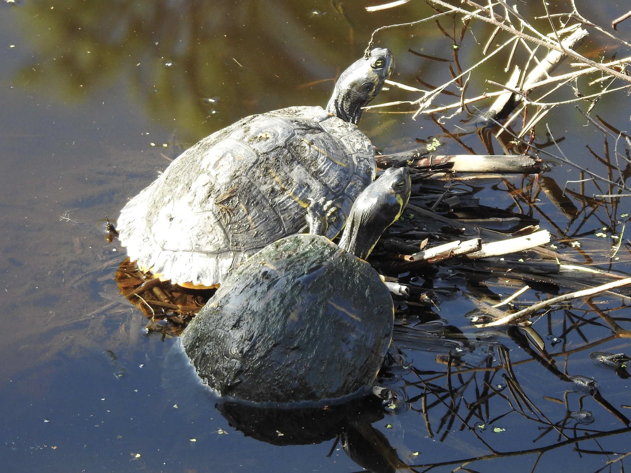 Trachemys scripta scripta