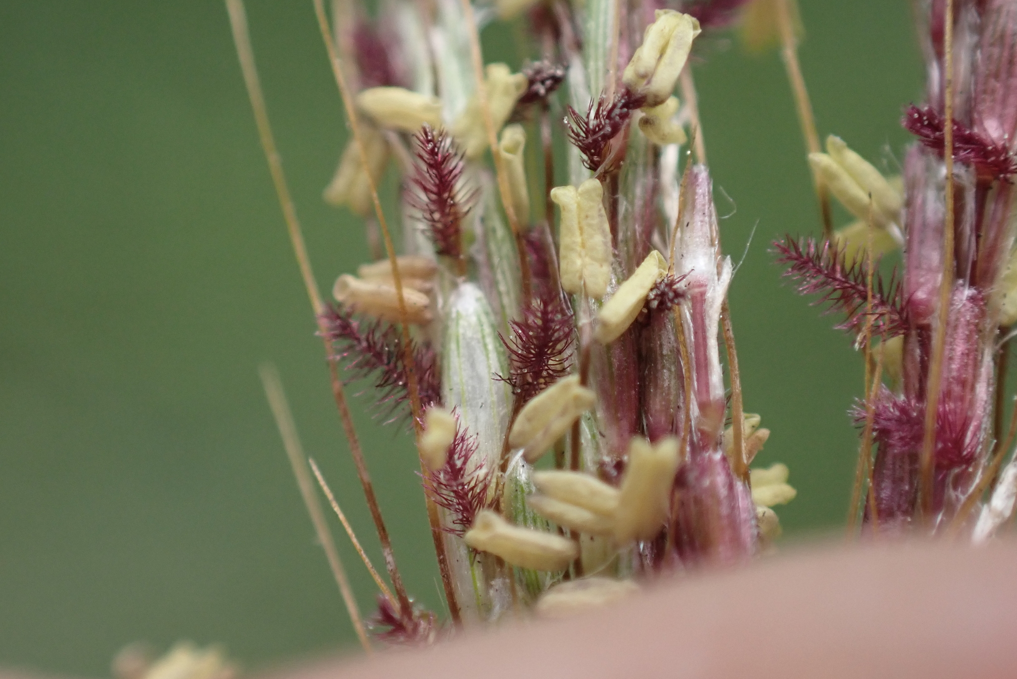Dichanthium Willemet