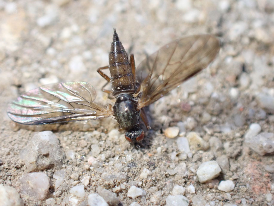 Rhamphomyia from Griffith Park, Los Angeles, California, United States ...
