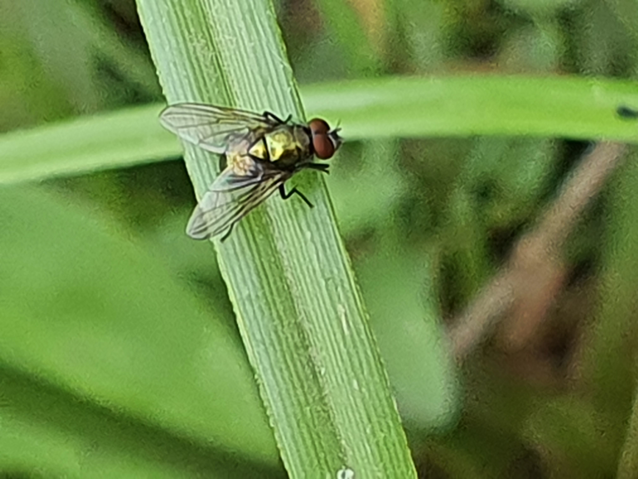 Calliphoridae