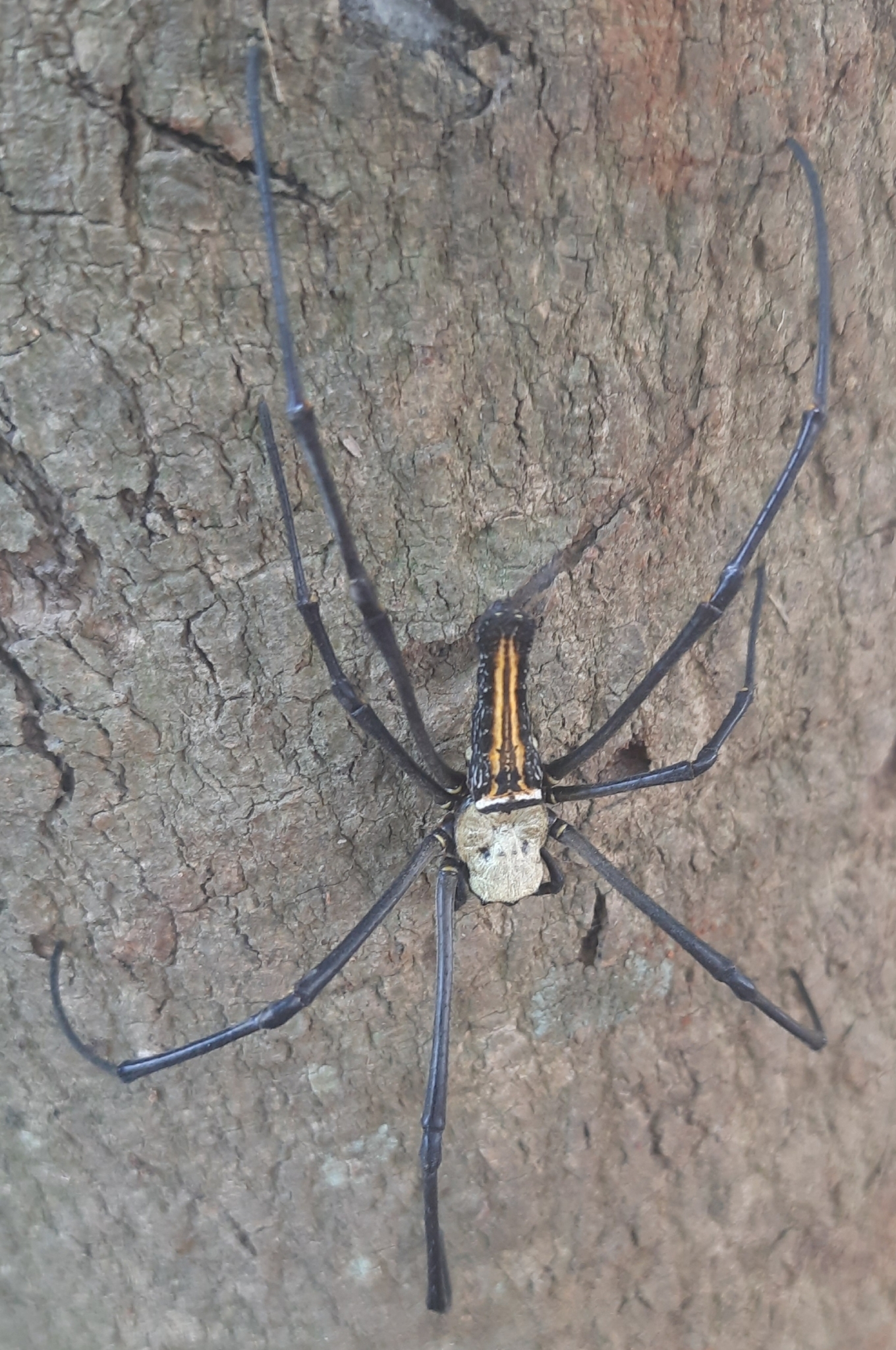 Nephila pilipes (Fabricius, 1793)