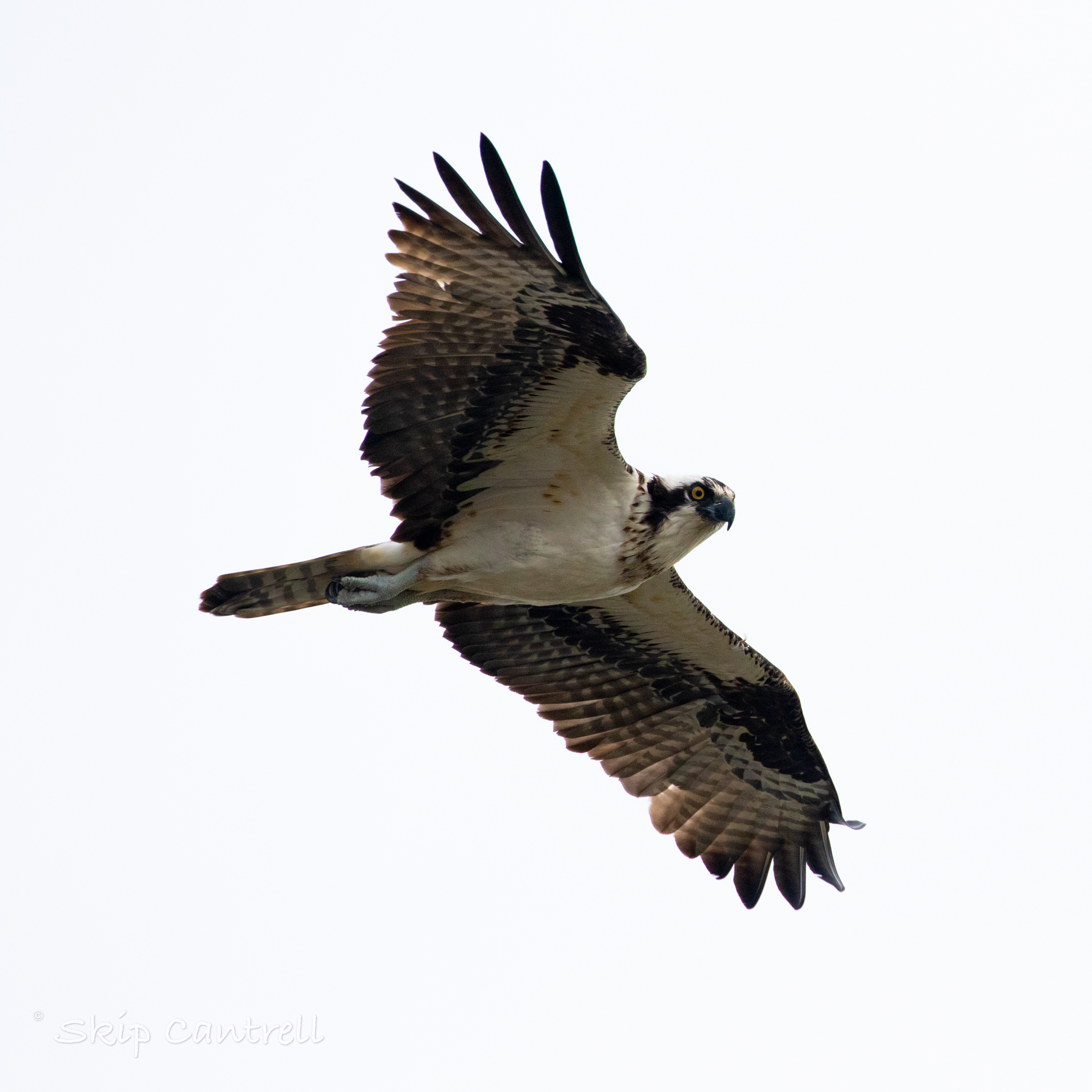 Pandion haliaetus (Linnaeus, 1758)