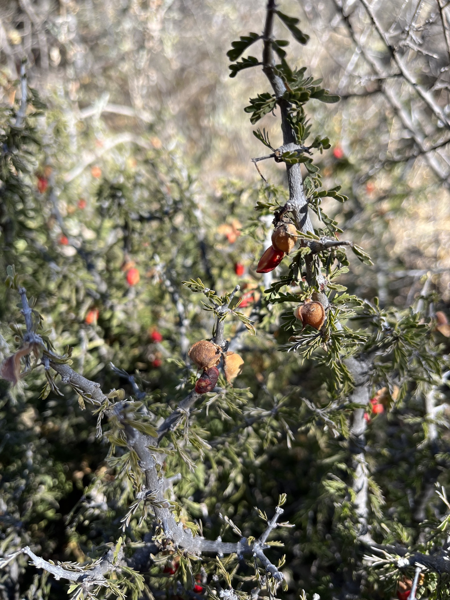 Porlieria angustifolia (Engelm.) A.Gray