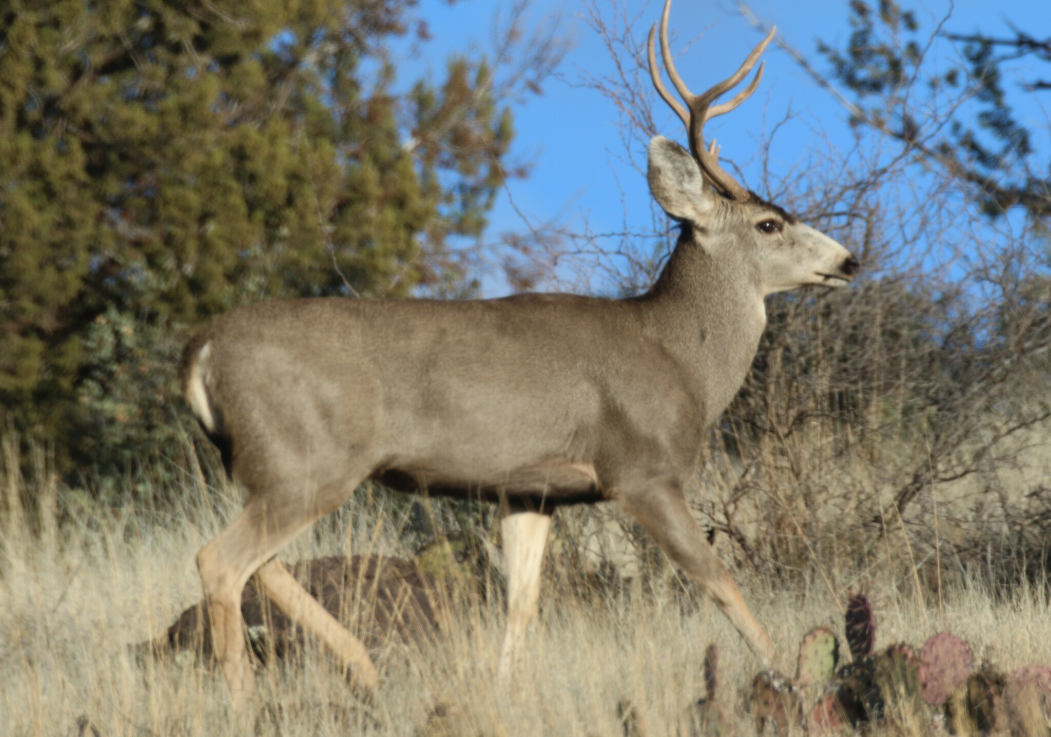 Odocoileus hemionus (Rafinesque, 1817)