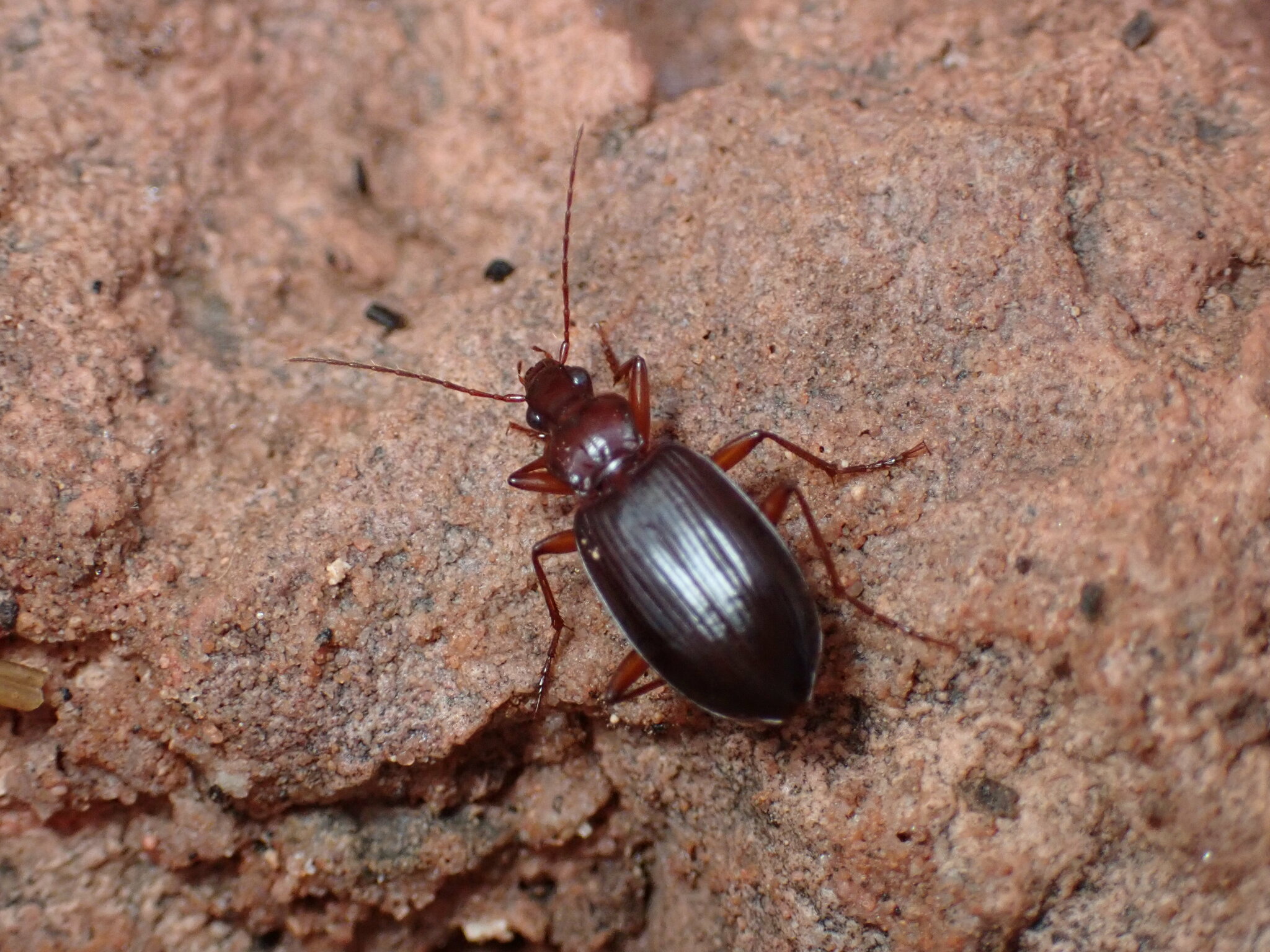 Carabidae