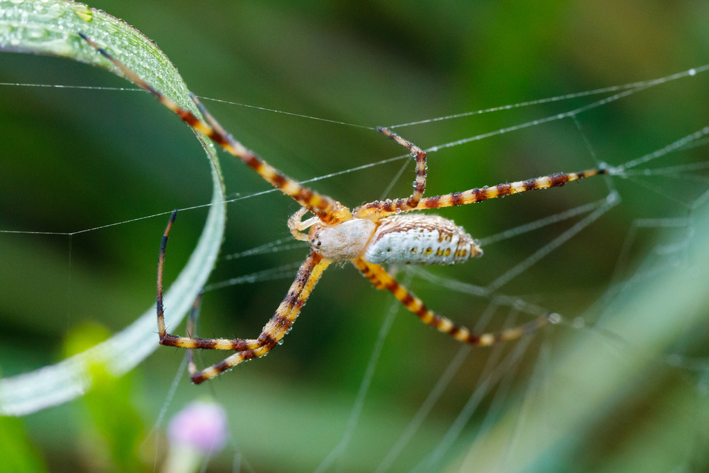 Banded Garden Spider from Hunt County, TX, USA on August 07, 2021 at 07 ...