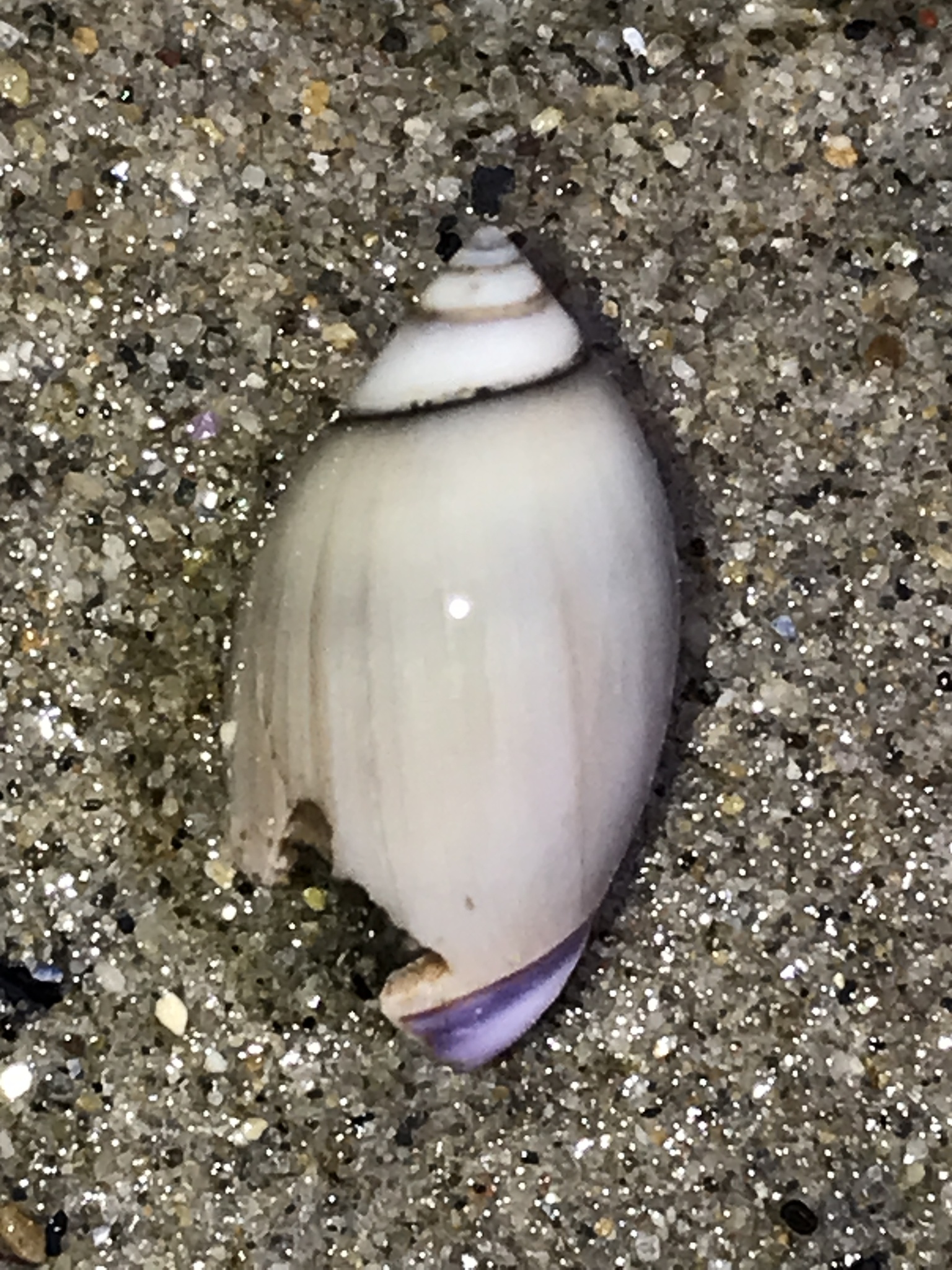Olividae