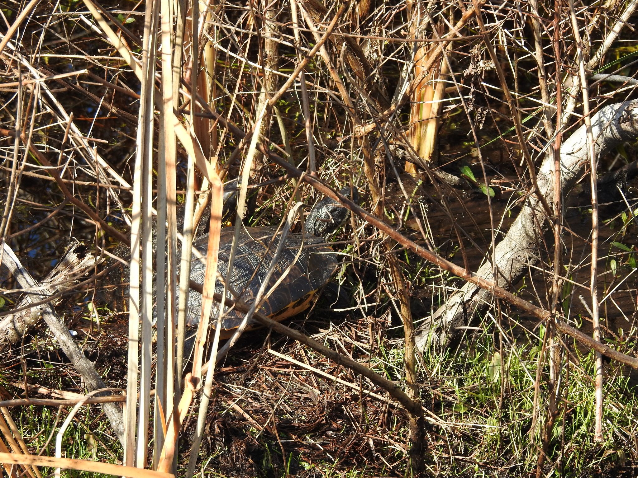 Trachemys scripta scripta