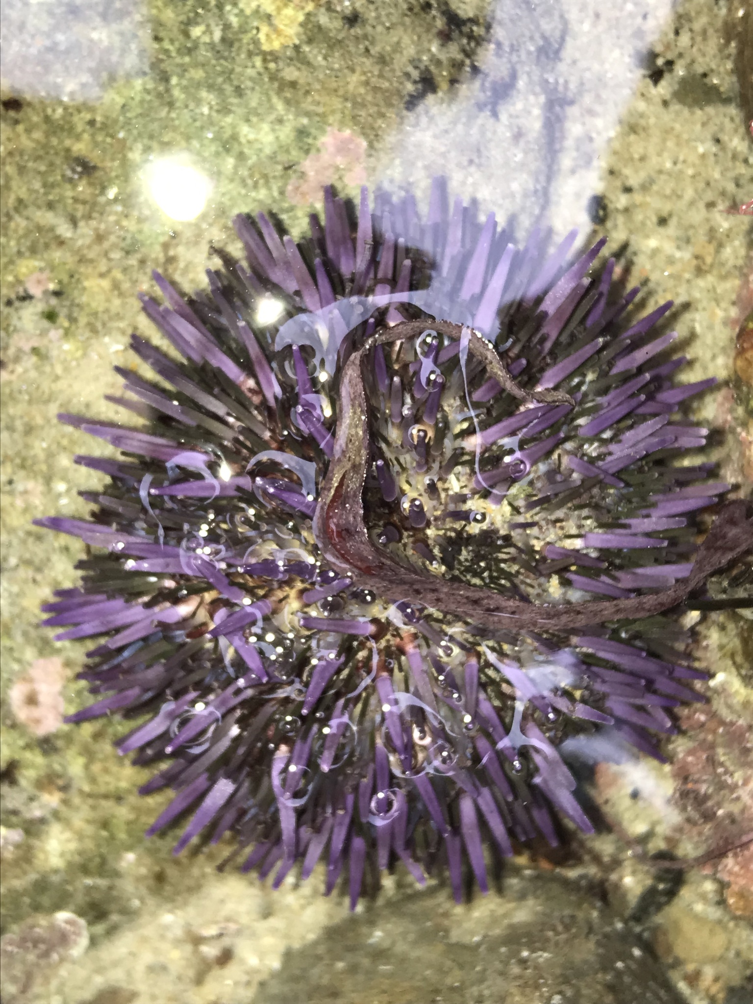 Strongylocentrotidae