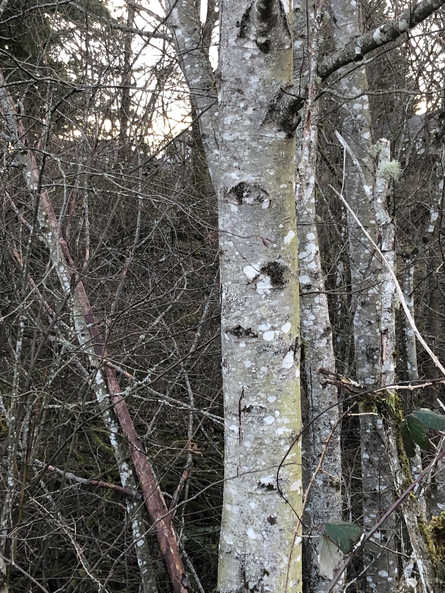 Alnus rubra Bong.