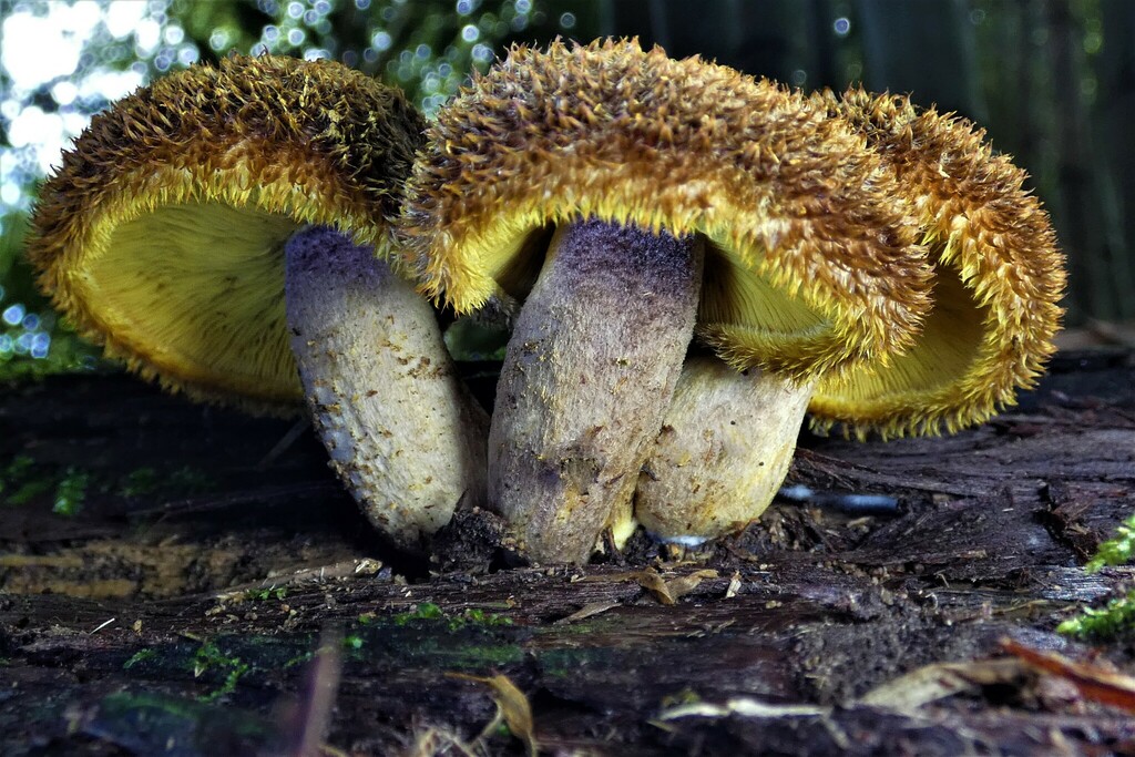 Tricholomopsis scabra from Pakotai, New Zealand on December 21, 2022 at ...