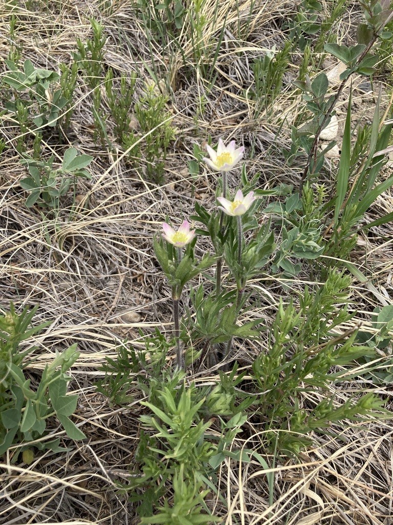 Cutleaf Anemone from Northwest Calgary, Calgary, AB, Canada on May 31 ...
