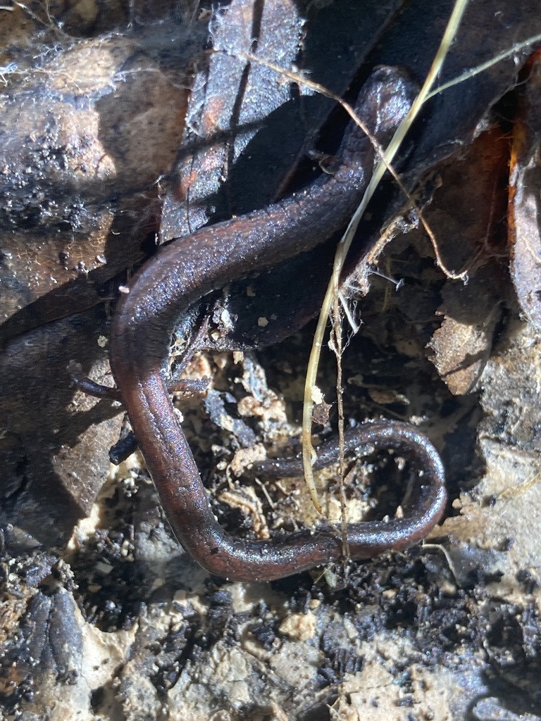 Garden Slender Salamander from Lower Arroyo Park Area, Pasadena, CA, US ...