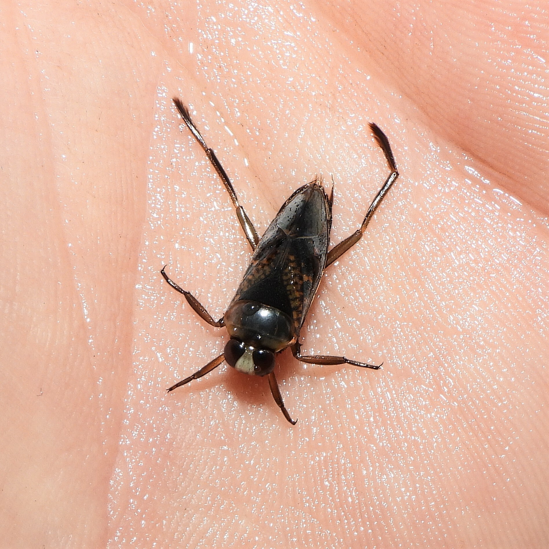 Notonecta irrorata Uhler, 1879