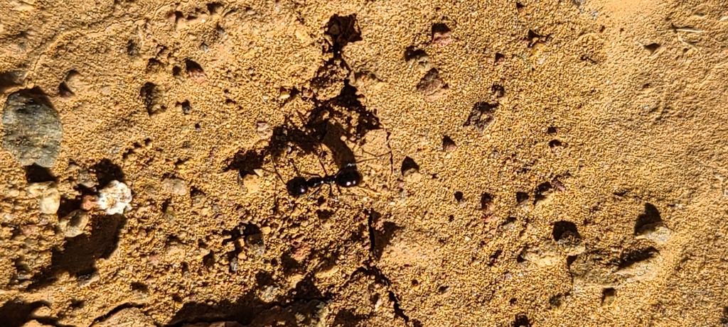 Veromessor pergandei from Ensenada, Baja California, Mexico on November ...
