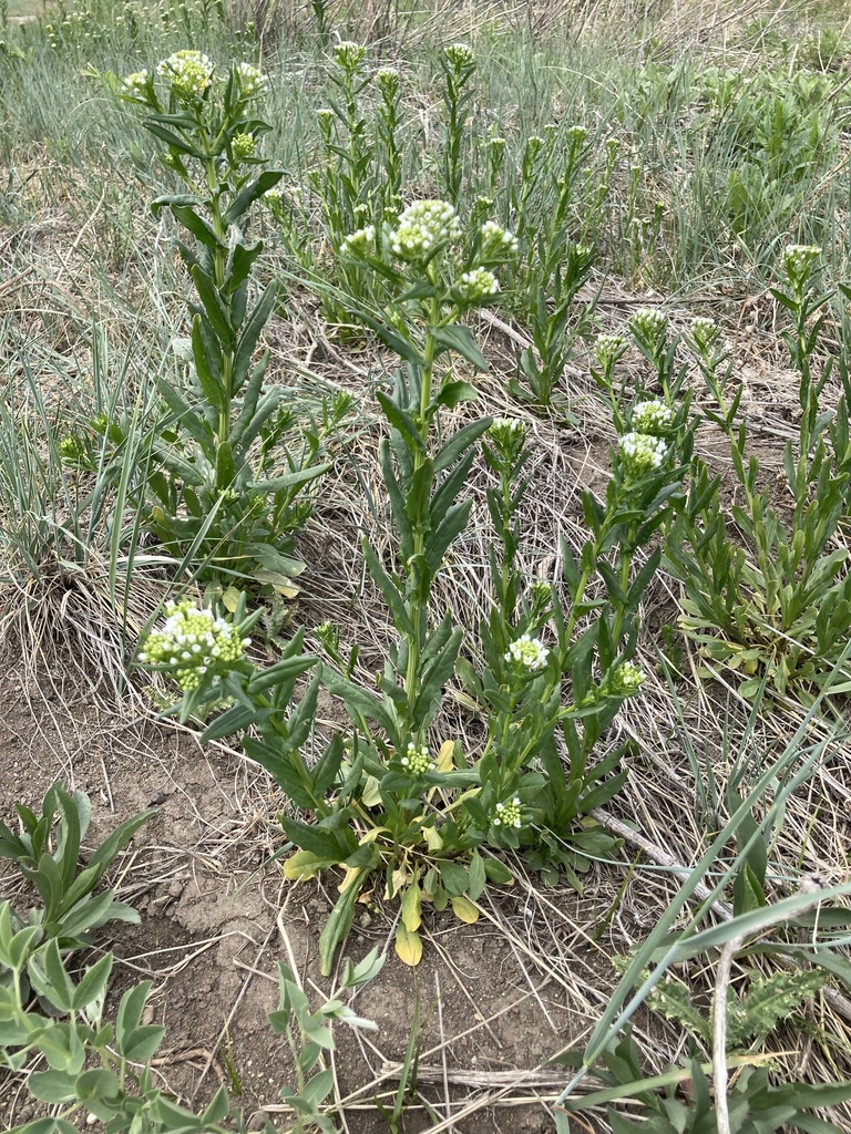 field penny-cress from Northwest Calgary, Calgary, AB, Canada on May 31 ...