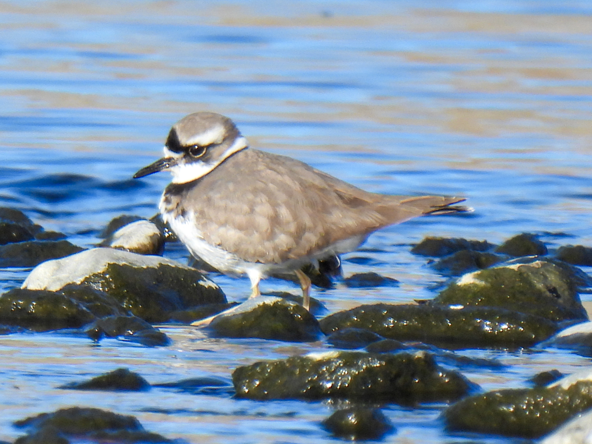 Charadrius placidus J.E.Gray & G.R.Gray, 1863
