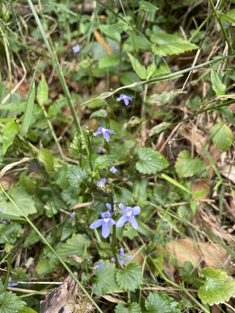 forest lobelia from Doncaster Dr, Beechmont, QLD, AU on January 02 ...