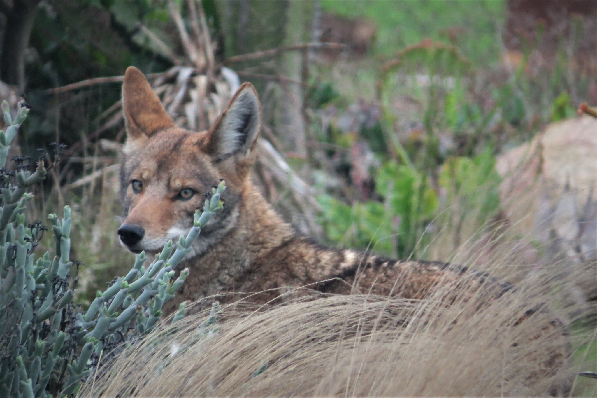 Canis latrans Say, 1823