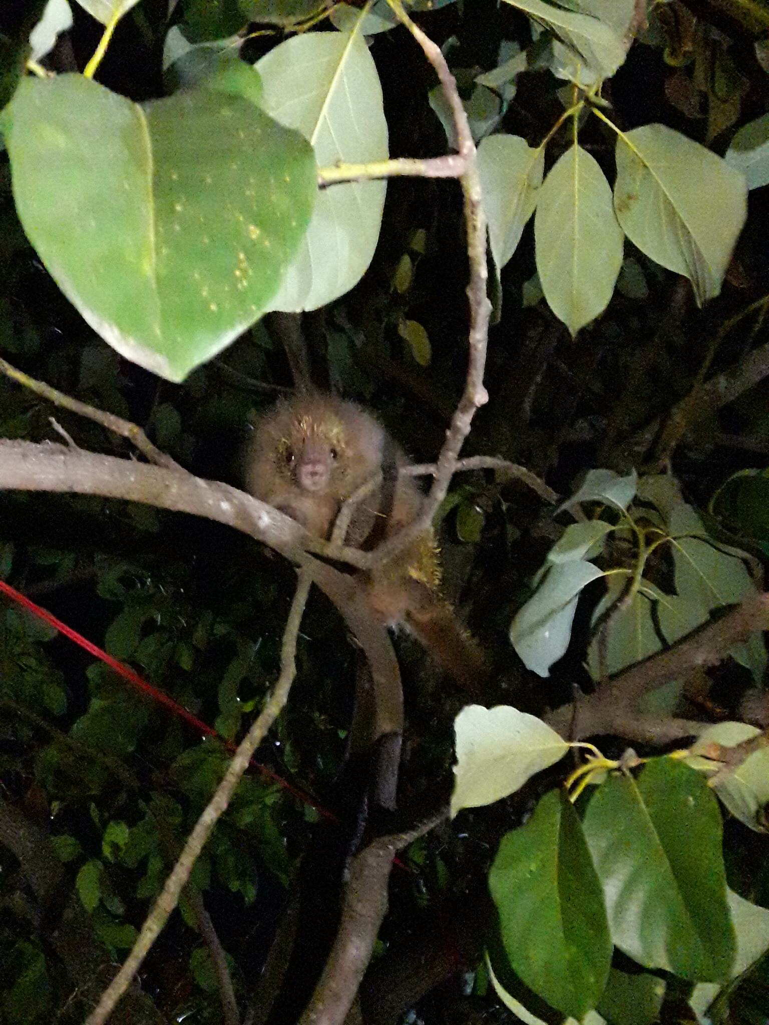 Sphiggurus spinosus (F.Cuvier, 1823)