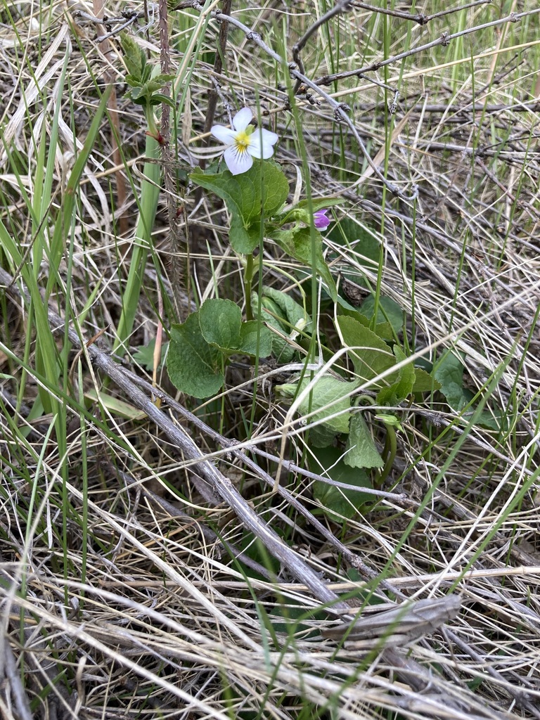Canada Violet from Northwest Calgary, Calgary, AB, Canada on May 31 ...