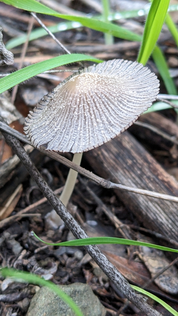 Psathyrellaceae from Ventura, CA 93001, USA on January 02, 2023 at 04: ...