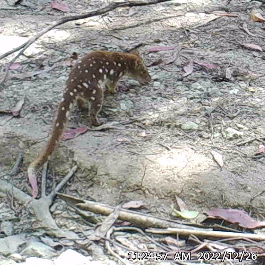 Spotted-tailed Quoll from Loongana TAS 7315, Australia on December 26 ...