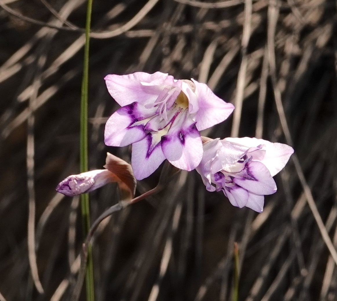 Gladiolus inflatus (Thunb.) Thunb.