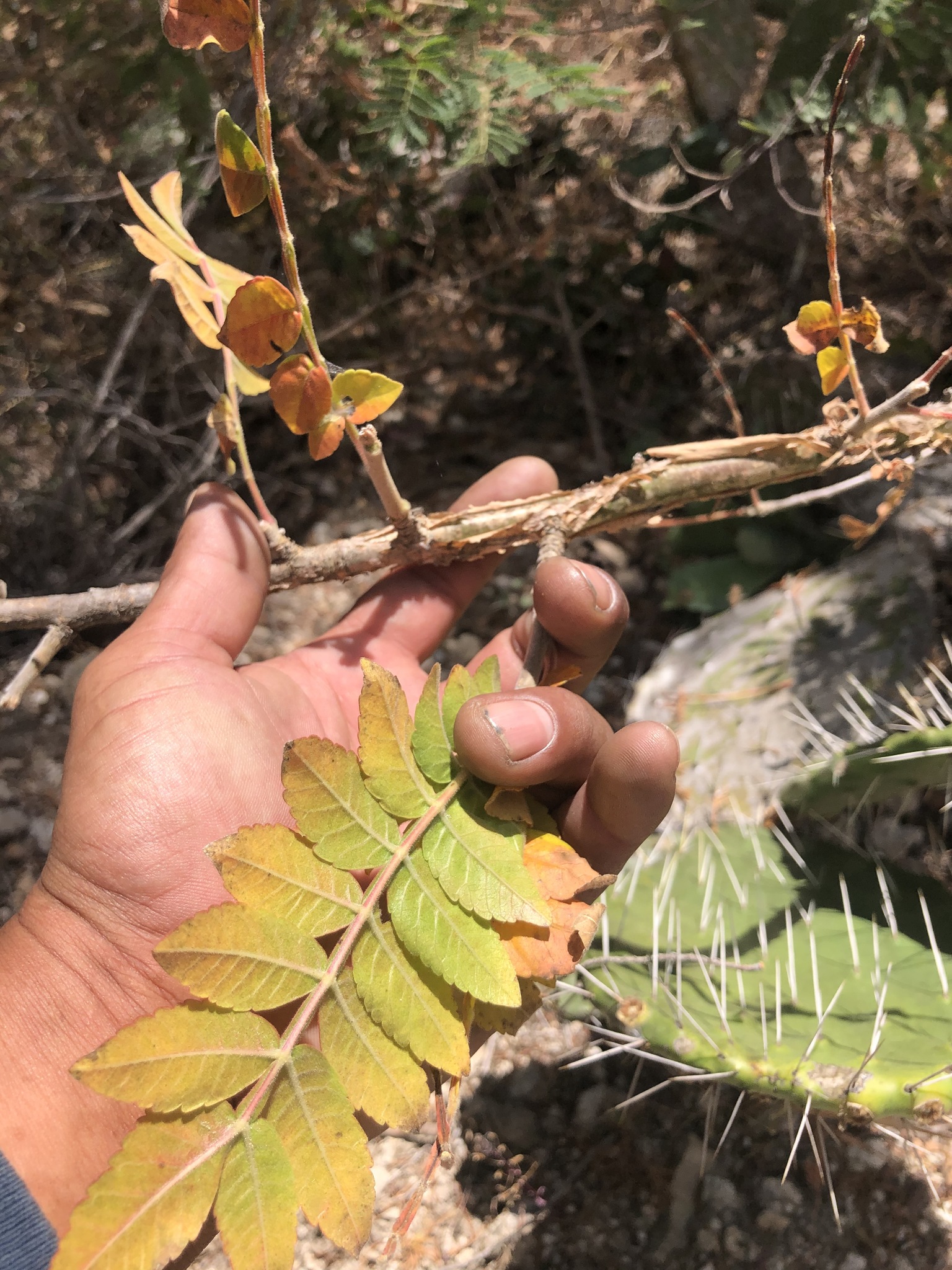 Bursera fagaroides (Kunth) Engl.