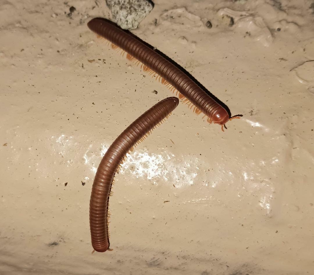 Trigoniulus corallinus (Eydoux & Souleyet, 1842)