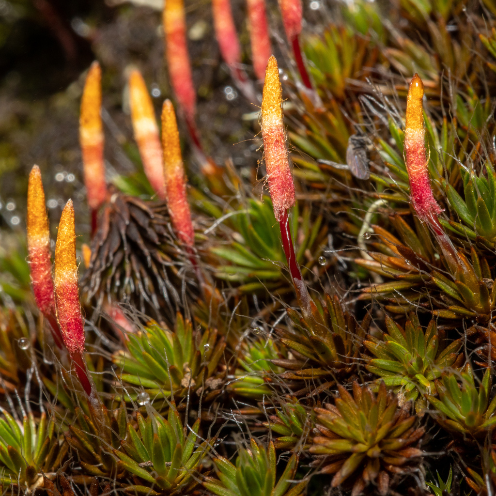bristly haircap moss from Spencer Butte, Lane Cty, OR, USA on January 1 ...