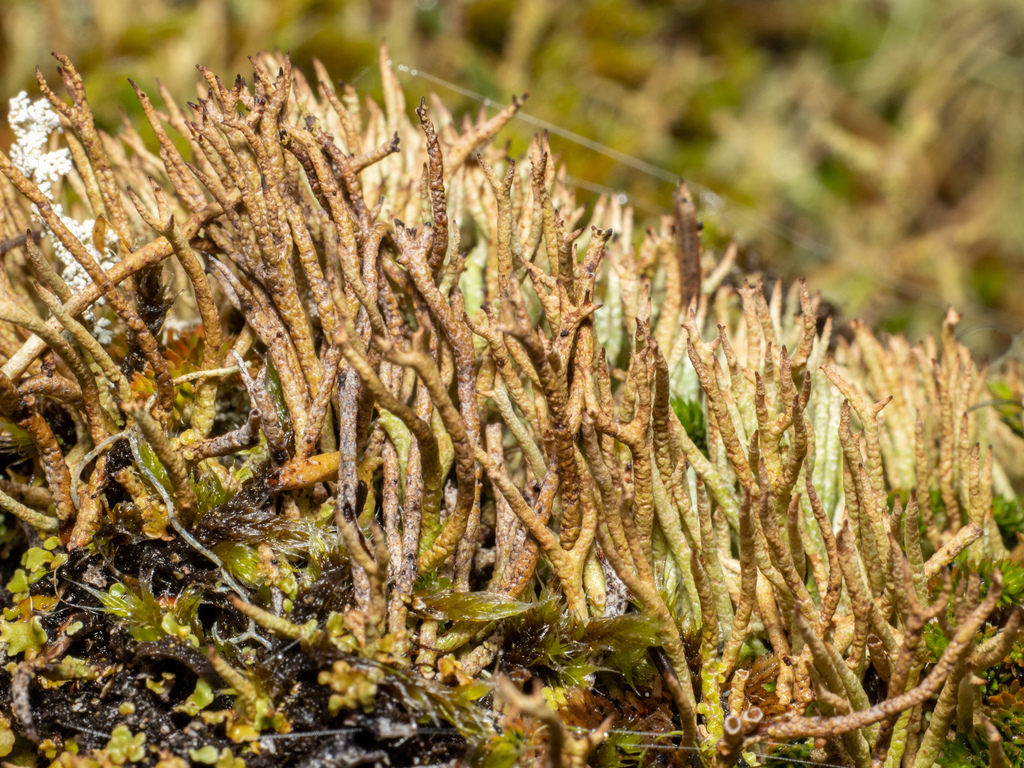 Smooth Horn Lichen from Spencer Butte, Lane Cty, OR, USA on January 1 ...