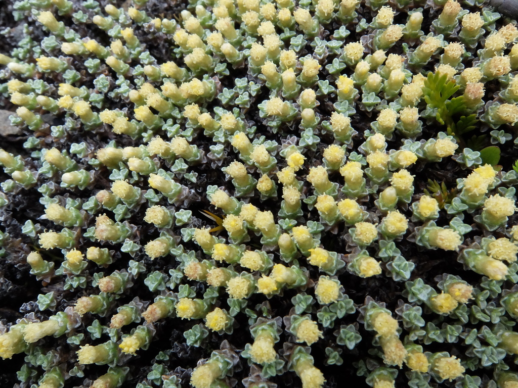 Scabweed mat daisy from Mount Hutt Skifield Road, New Zealand on ...