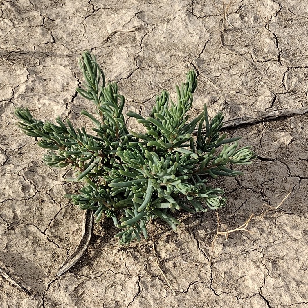 Suaeda nigra (Raf.) J.F.Macbr.