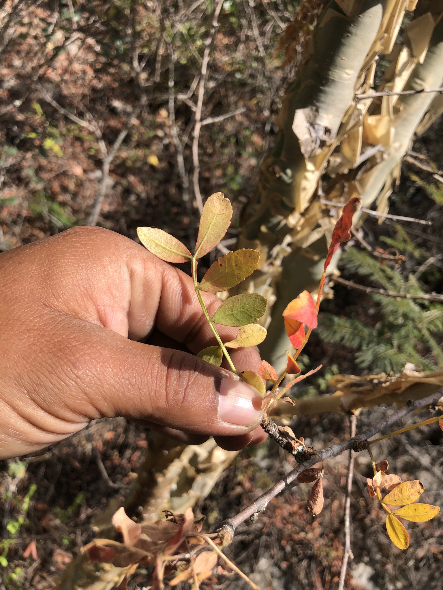 Bursera fagaroides (Kunth) Engl.
