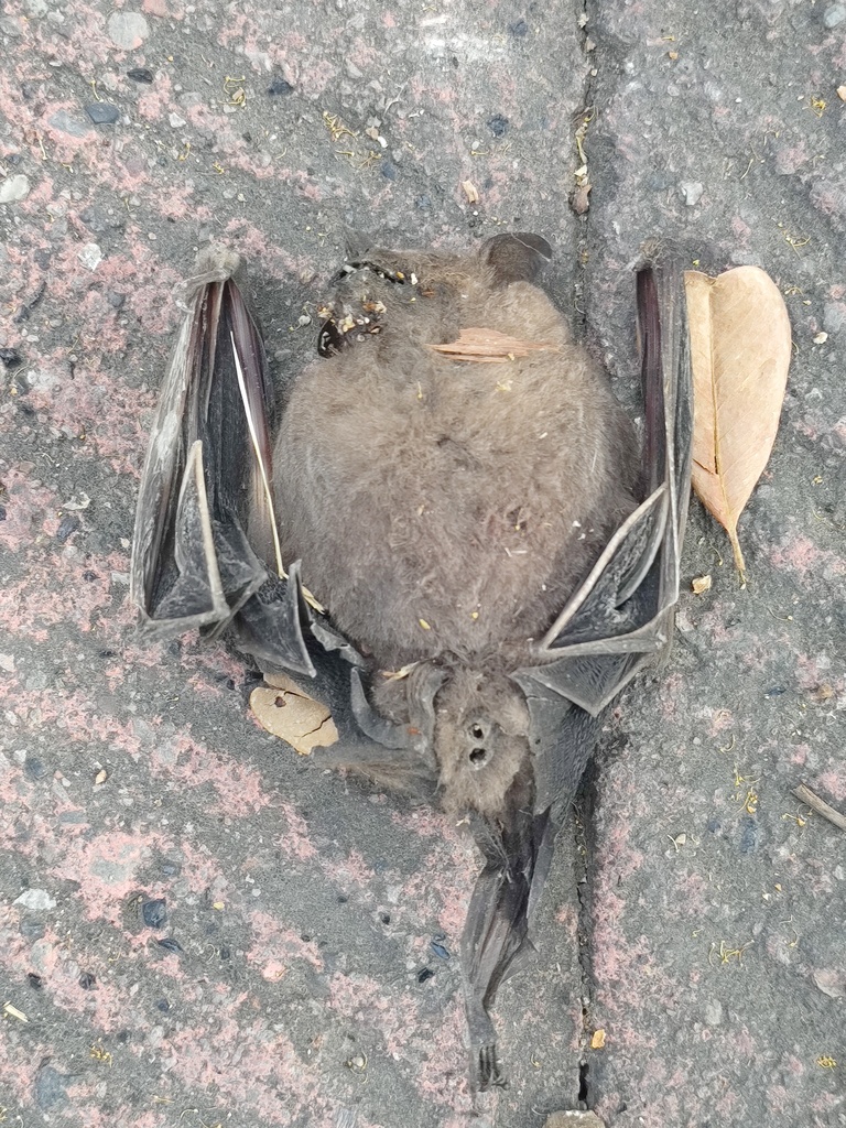 Neotropical Fruit Bats from Huentitán El Bajo, Guadalajara, Jal ...