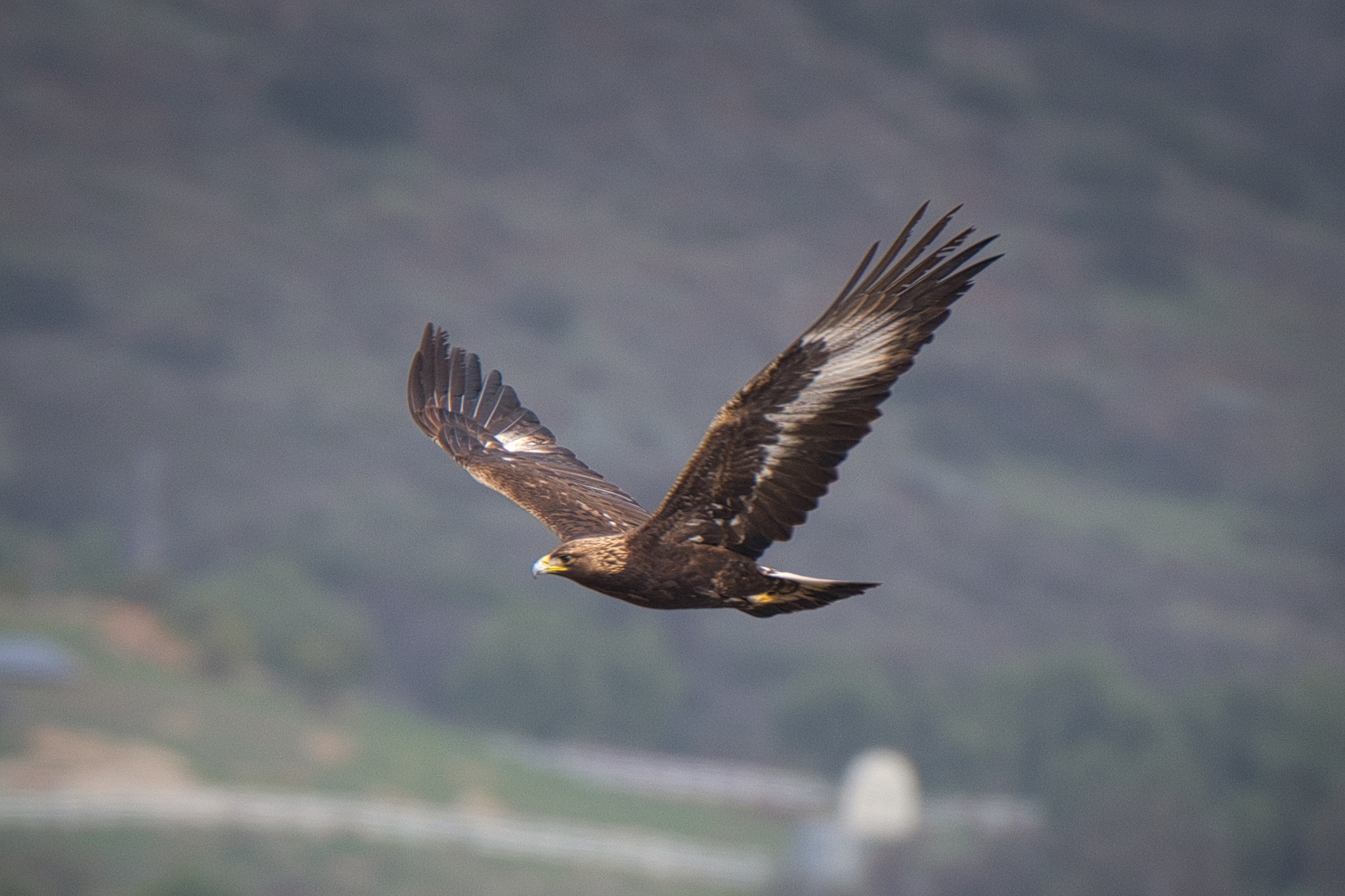 Aquila chrysaetos (Linnaeus, 1758)