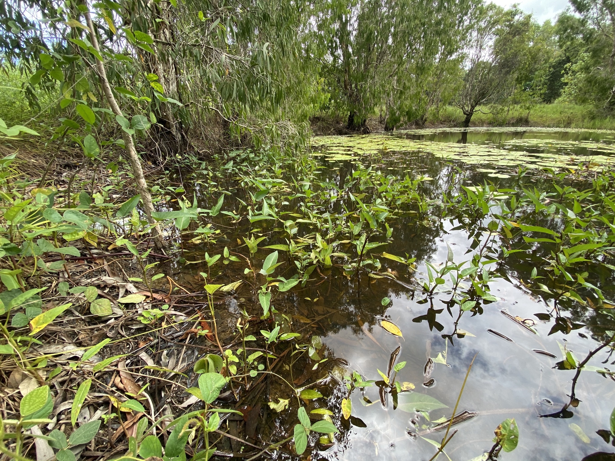 Ipomoea aquatica Forssk.