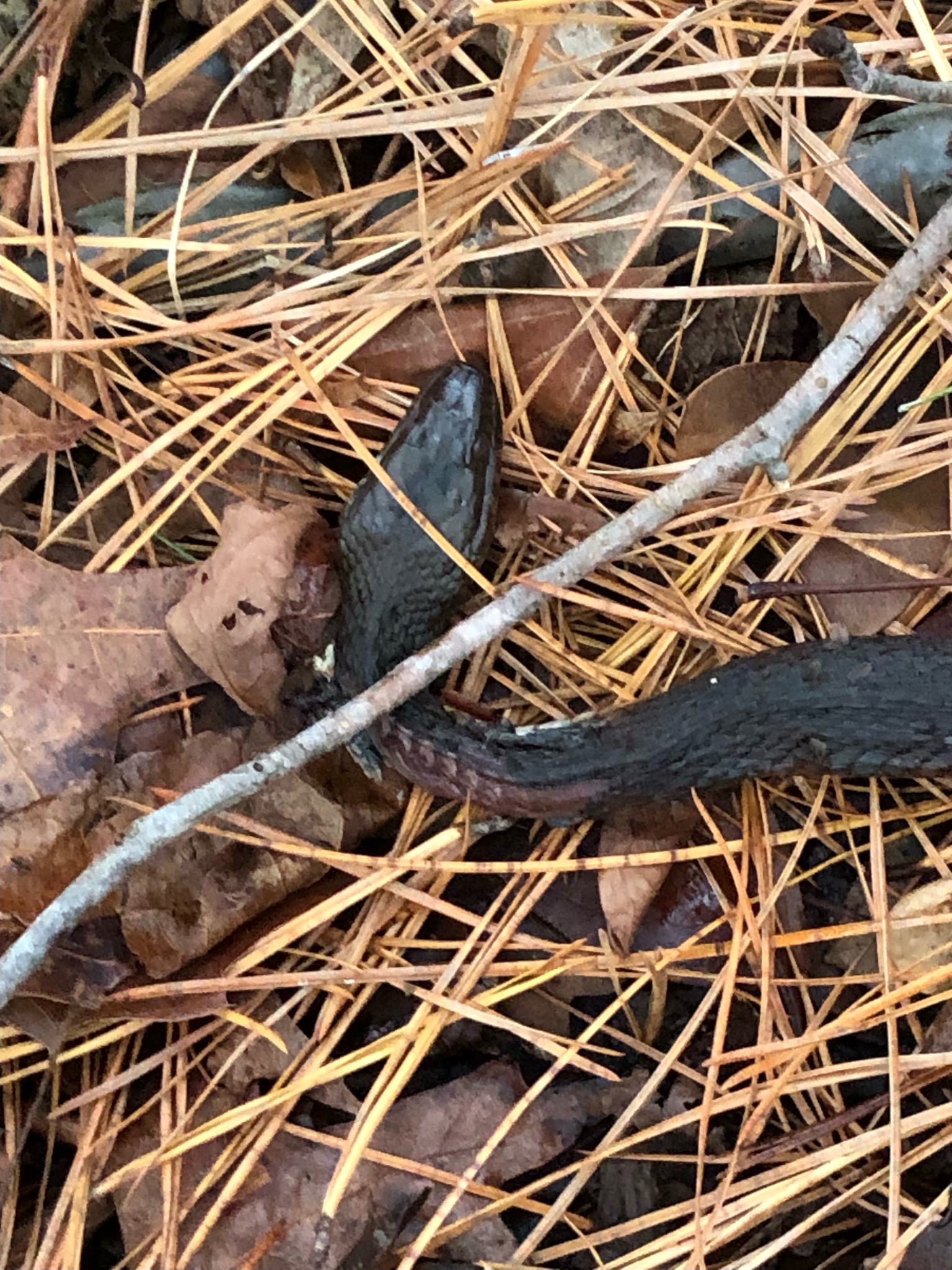 Nerodia sipedon (Linnaeus, 1758)