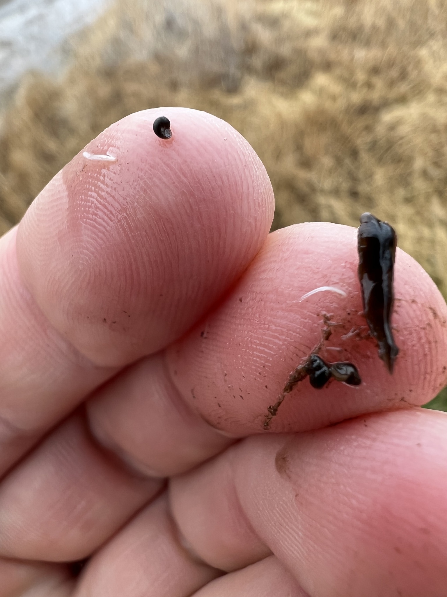 Pyrgulopsis Call & Pilsbry, 1886