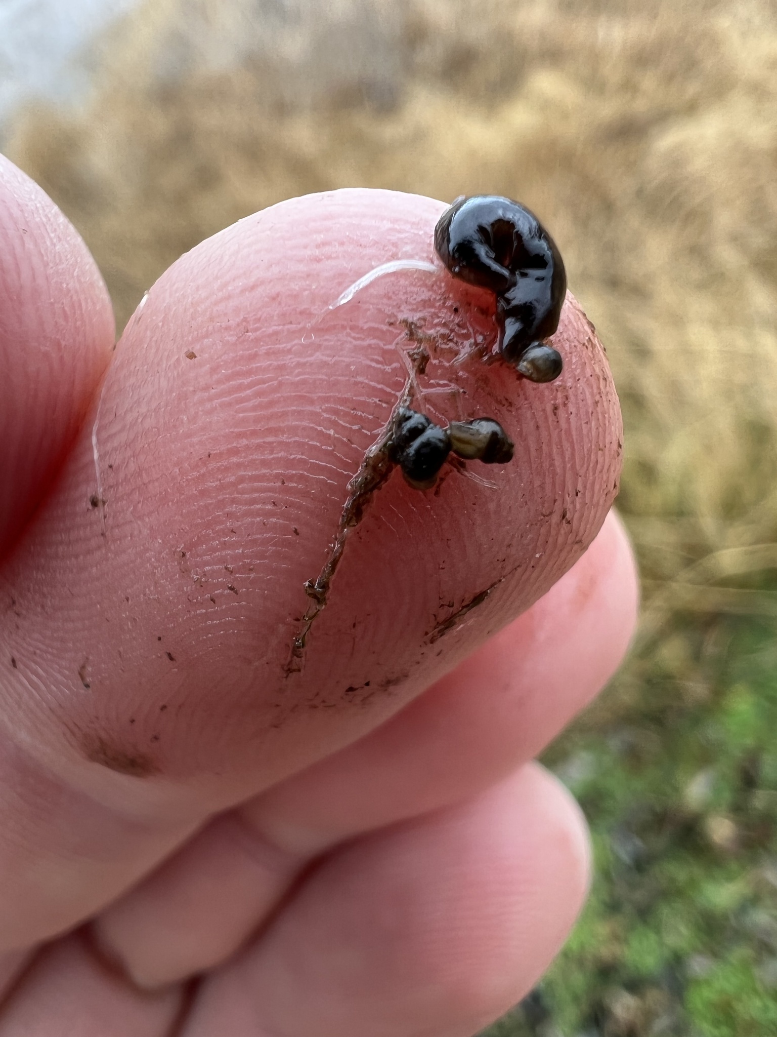 Pyrgulopsis Call & Pilsbry, 1886